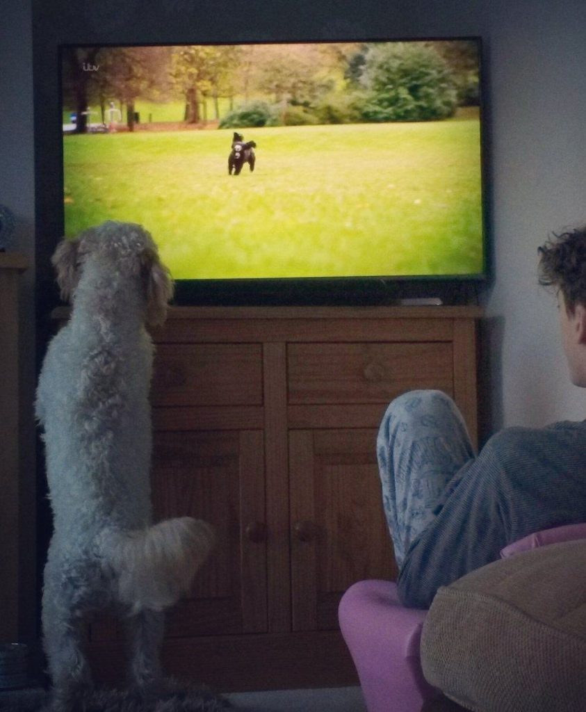 14 Dogs Watching Dogs on TV