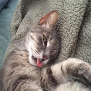 20 Cats That Fell Asleep and Look Ridiculous