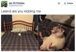 23 Completely Harmless Photos That Will Make You Laugh
