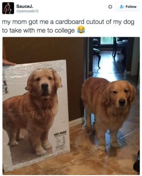 23 Completely Harmless Photos That Will Make You Laugh