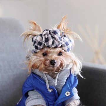 This Stylish Yorkie Loves to Show Off Different Hairstyles