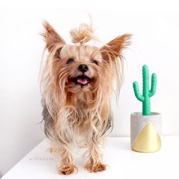 This Stylish Yorkie Loves to Show Off Different Hairstyles