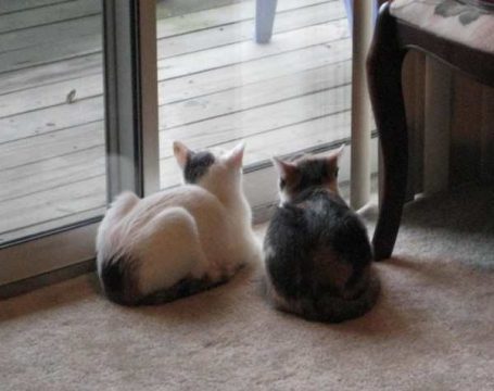 These Synchronized Cats Are Extremely Cute