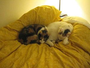 These Synchronized Cats Are Extremely Cute