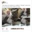 14 of The Best Cat Tweets of 2016