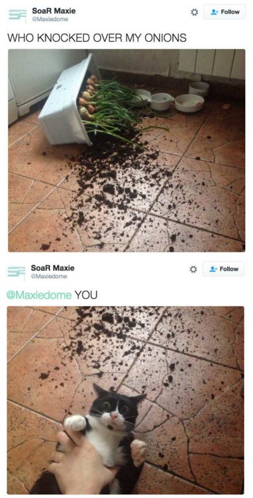 15 Cats That Just Don't Care