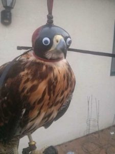 22 Top Notch Applications of Googly Eyes