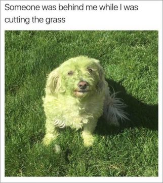 30 Good And Nice Dog Memes