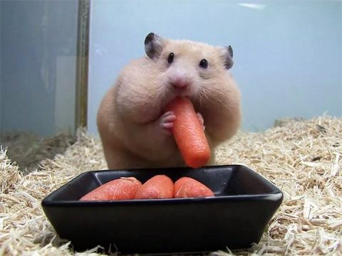 Animals Stuffing Their Faces (16 Pics)