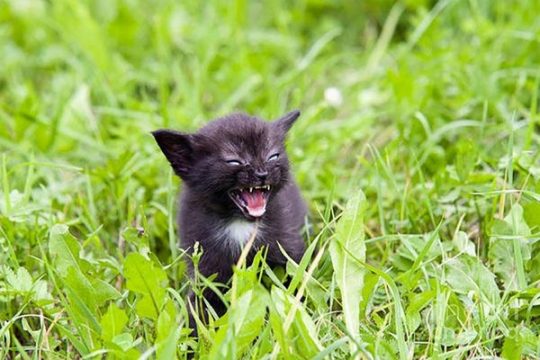 25 Evil and Angry Kitties