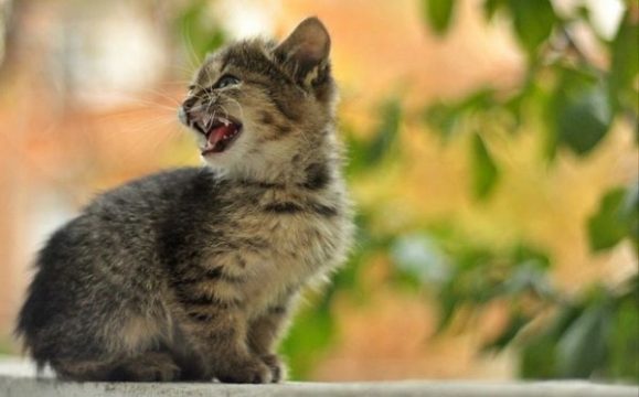 25 Evil and Angry Kitties
