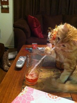 19 Animals Caught Red-Handed