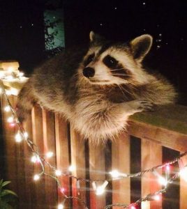 20 Cutest Raccoons Ever
