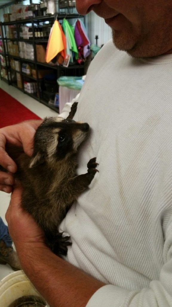 20 Cutest Raccoons Ever
