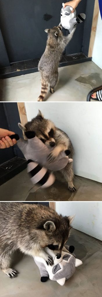 20 Cutest Raccoons Ever