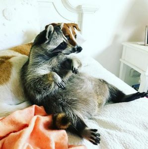 20 Cutest Raccoons Ever