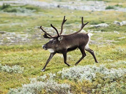 Animals With Short Necks! (19 Pics)