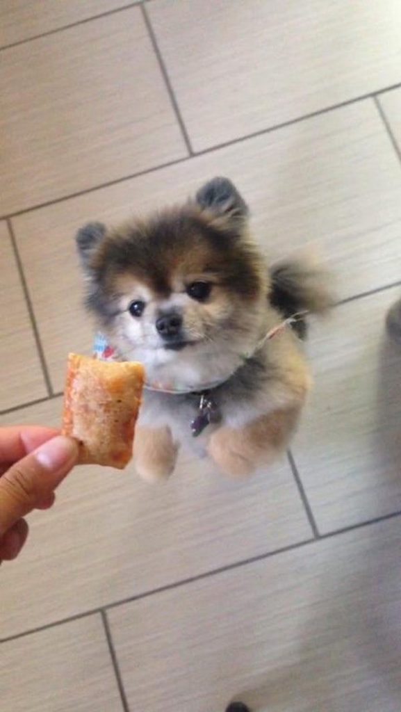 16 Goofy Pets That Are Obsessed With Food