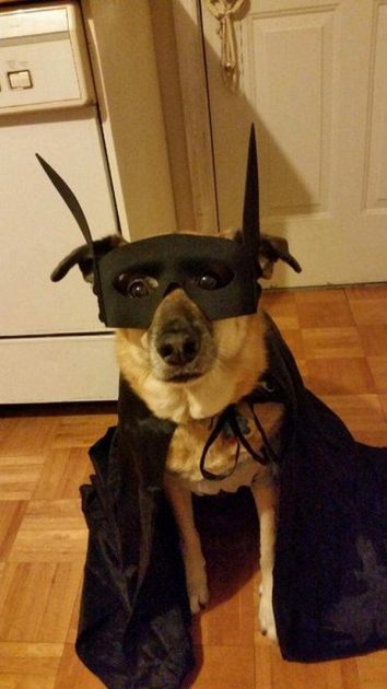 23 Animals Who Do Halloween Way Better Than You