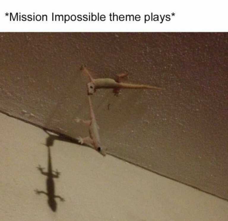 36 Utterly Random Memes Everyone Should Laugh At This Morning