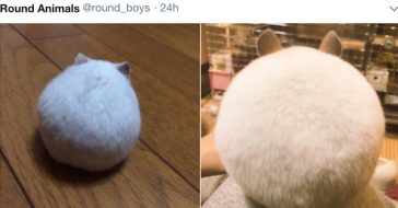 18 Round Animals That Prove There's Nothing Wrong With Being Plump