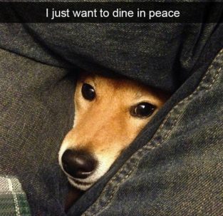 All Good Dog Memes Are Like Going To Heaven (18 Pics)