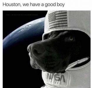 All Good Dog Memes Are Like Going To Heaven (18 Pics)
