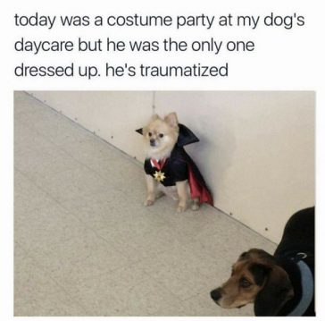 All Good Dog Memes Are Like Going To Heaven (18 Pics)