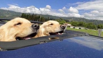 Best of the Old Money Dog Meme (16 Pics) | Pleated Jeans