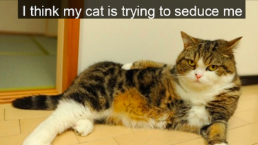 Best of the Old Money Dog Meme (16 Pics) | Pleated Jeans