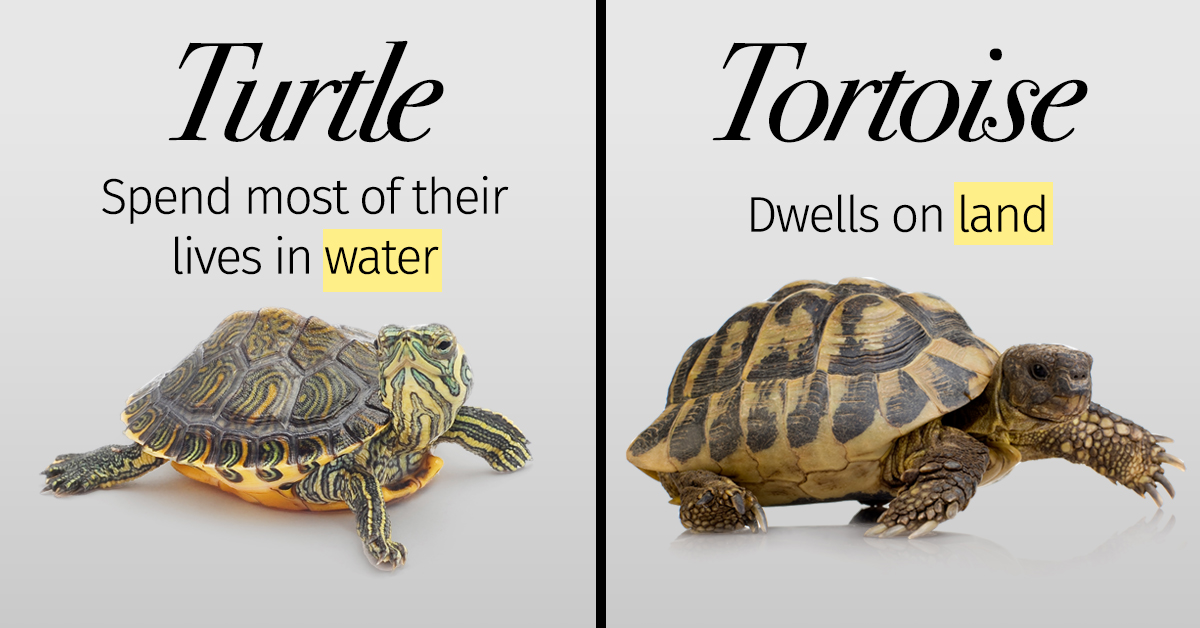 30 Things People Think Are The Same But Are Completely Different
