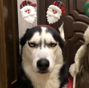 Just 25 Really Funny Pictures Everyone Should Laugh At Today