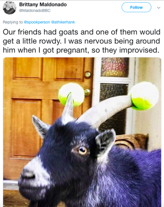 11 Mischievous Goats Outfitted With Pool Noodles For Everyone's Protection