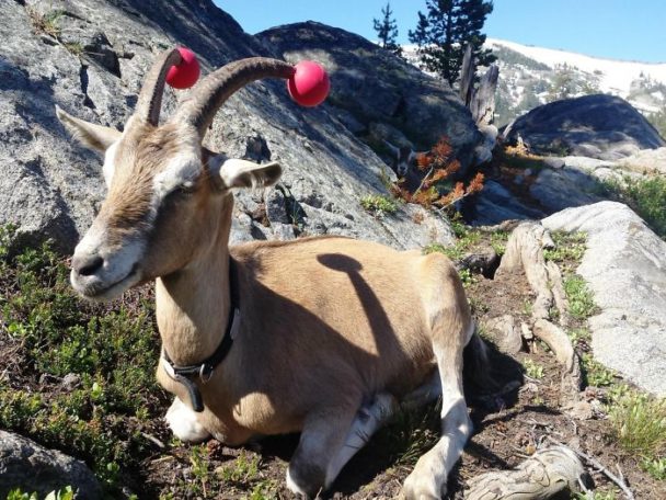 11 Mischievous Goats Outfitted With Pool Noodles For Everyone's Protection