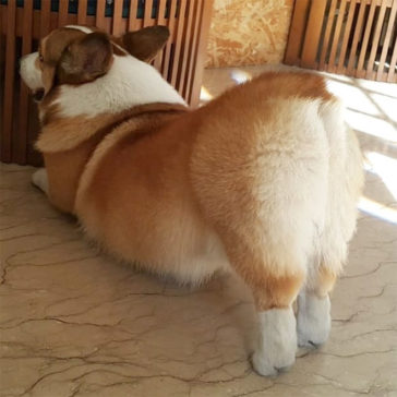 This Is The Internet's Greatest Gallery Of Corgi Butts