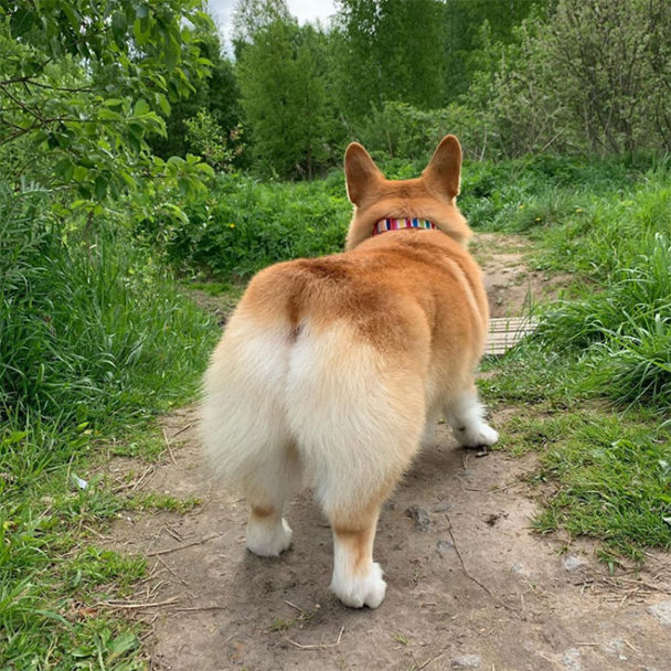 This Is The Internet's Greatest Gallery Of Corgi Butts