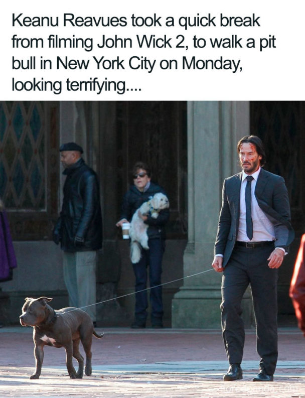 26 Of The Best Keanu Reeves Memes Because Keanu Is, Well, Keanu And ...