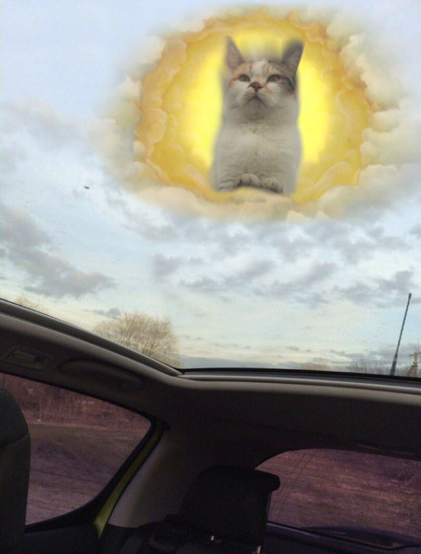 You’ve Probably Seen These Viral Pictures But The Goofy Photoshop ...