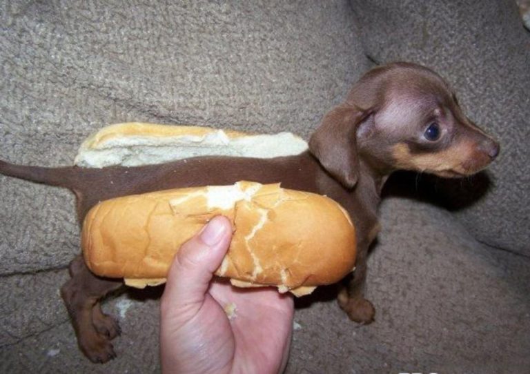 You’ve Probably Seen These Viral Pictures But The Goofy Photoshop ...