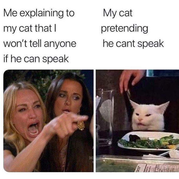 "Woman Yelling At Cat" Meme Refuses To Die And We're Not Complaining ...
