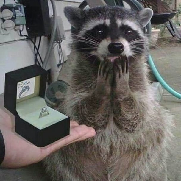 A Tribute To The Majestic Trash Panda (20 Pics & Gifs)