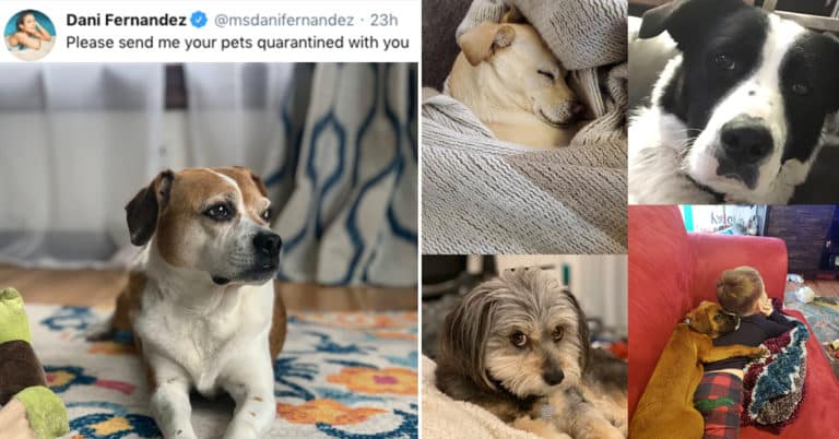 Good Dogs Staying Home On Quarantine From The Coronavirus