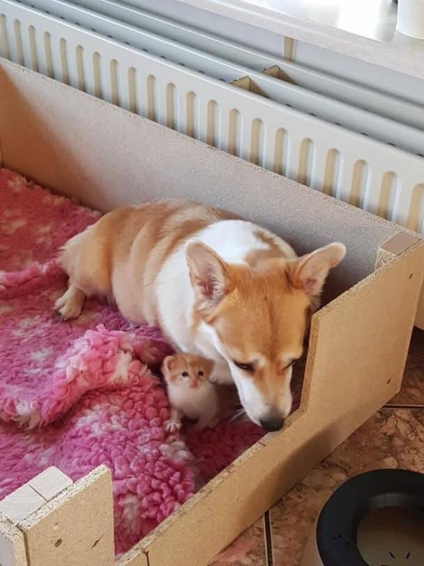 Cute Corgi Pics To Be Consumed In This Time Of Crisis