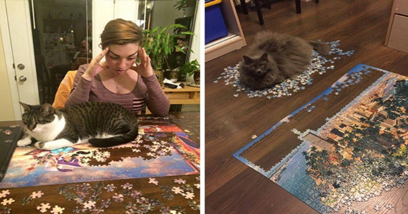 Cats On Puzzles Because Cats Don't Care About Puzzles