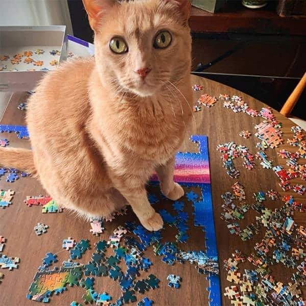 Cats On Puzzles Because Cats Don't Care About Puzzles