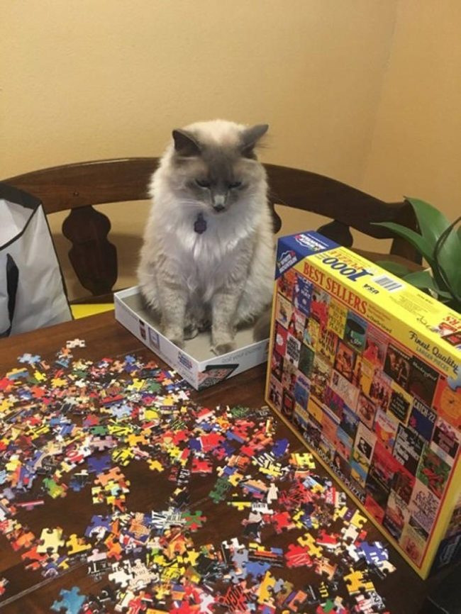 Cats On Puzzles Because Cats Don't Care About Puzzles