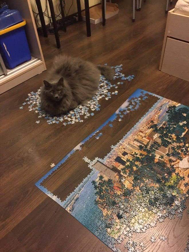 Cats On Puzzles Because Cats Don't Care About Puzzles