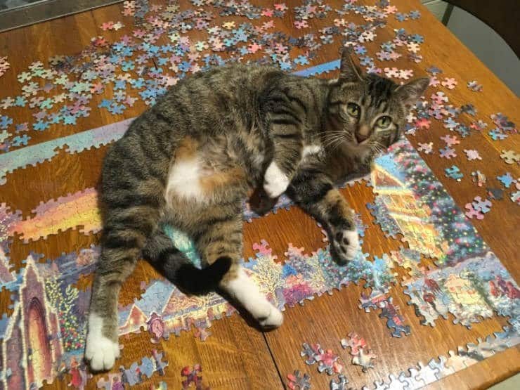 Cats On Puzzles Because Cats Don't Care About Puzzles