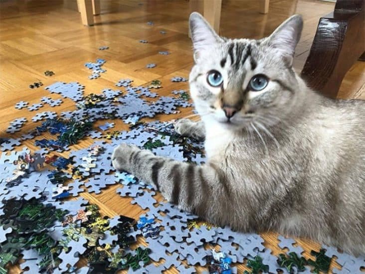 Cats On Puzzles Because Cats Don't Care About Puzzles