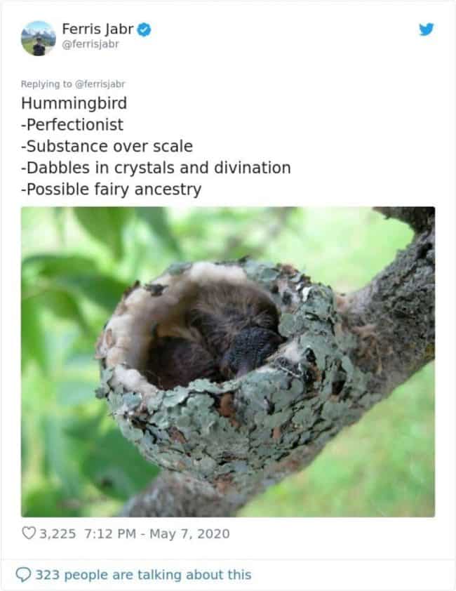 Read This Guy's Funny Reviews Of Bird Nests, You Won’t Egret It(19 Pics)